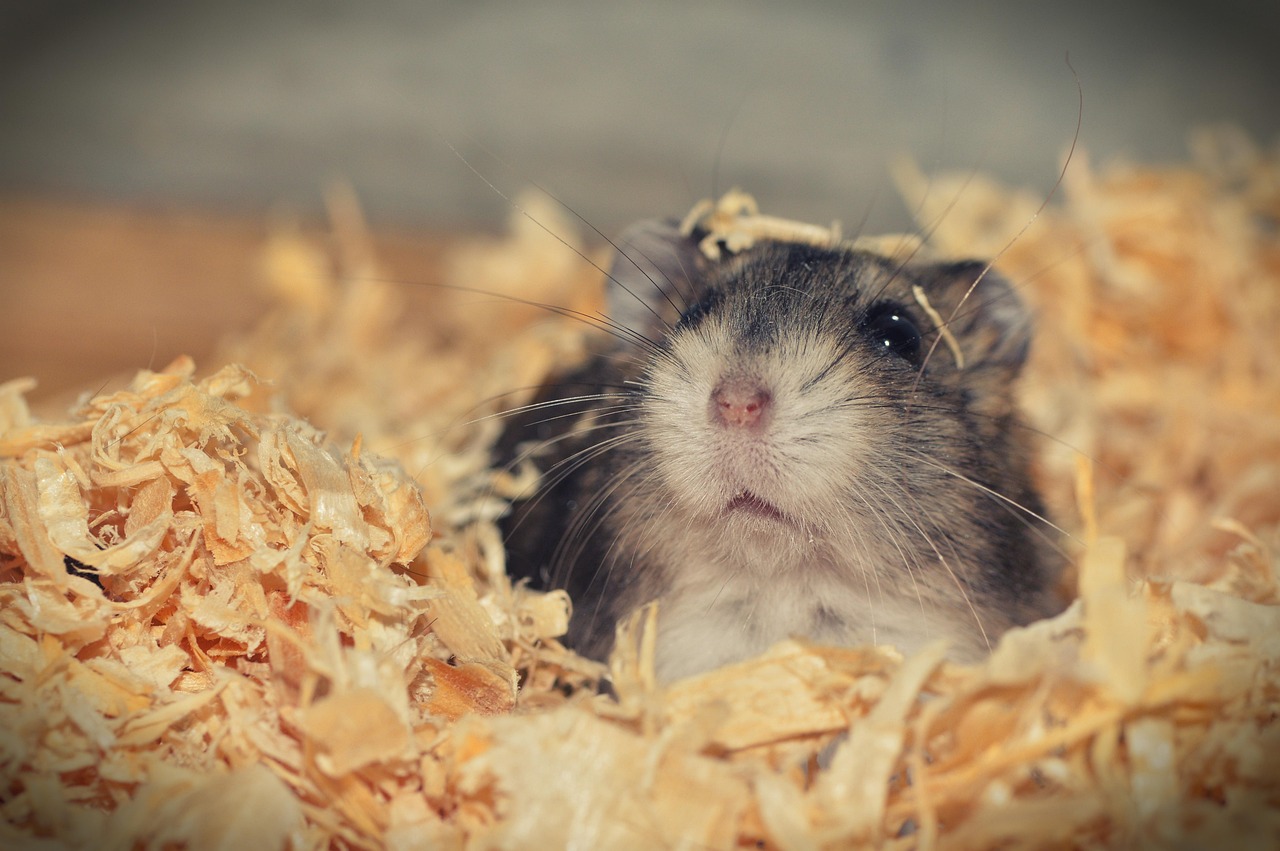 Races de hamsters : guide complet pour bien choisir