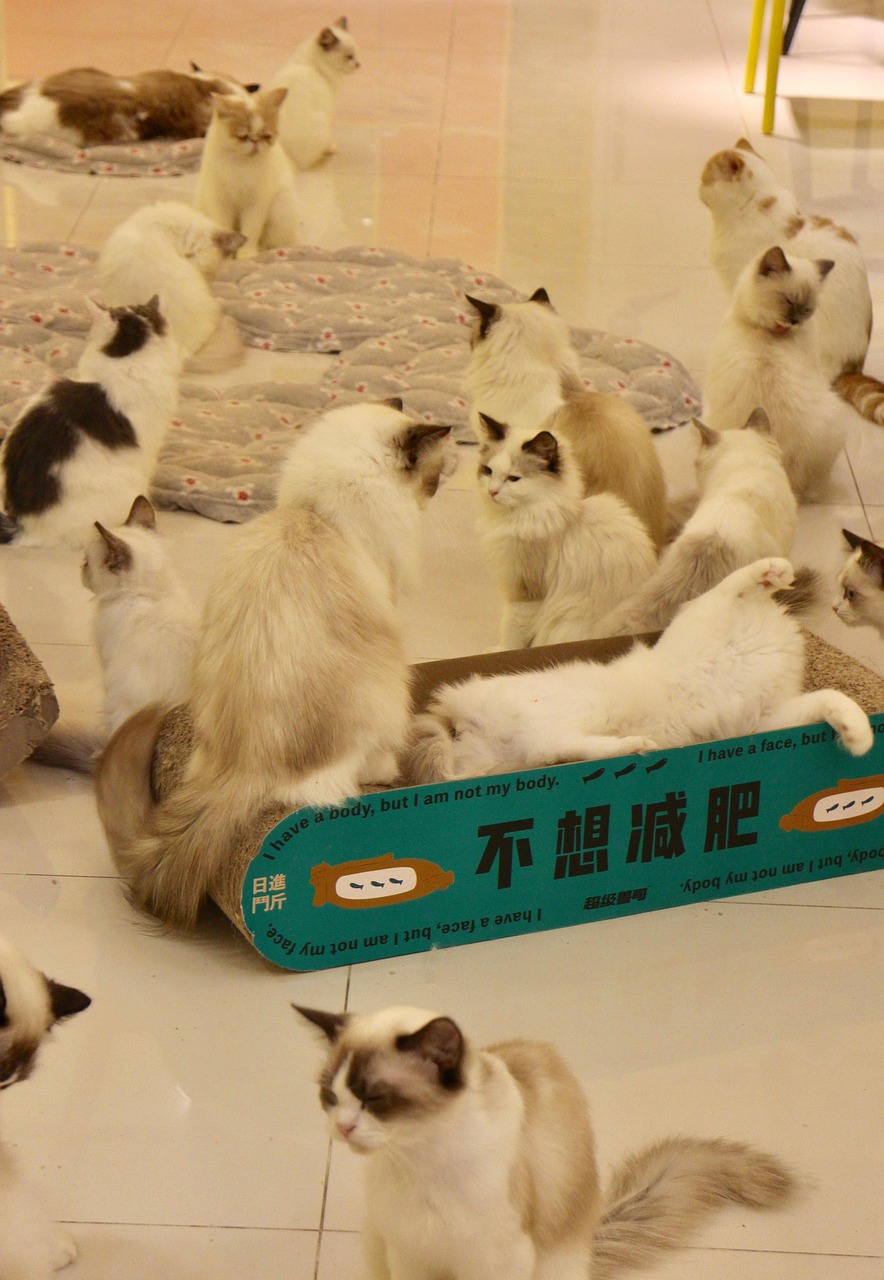 Ajaccio : top 5 des magasins spécialisés en vente d’animaux